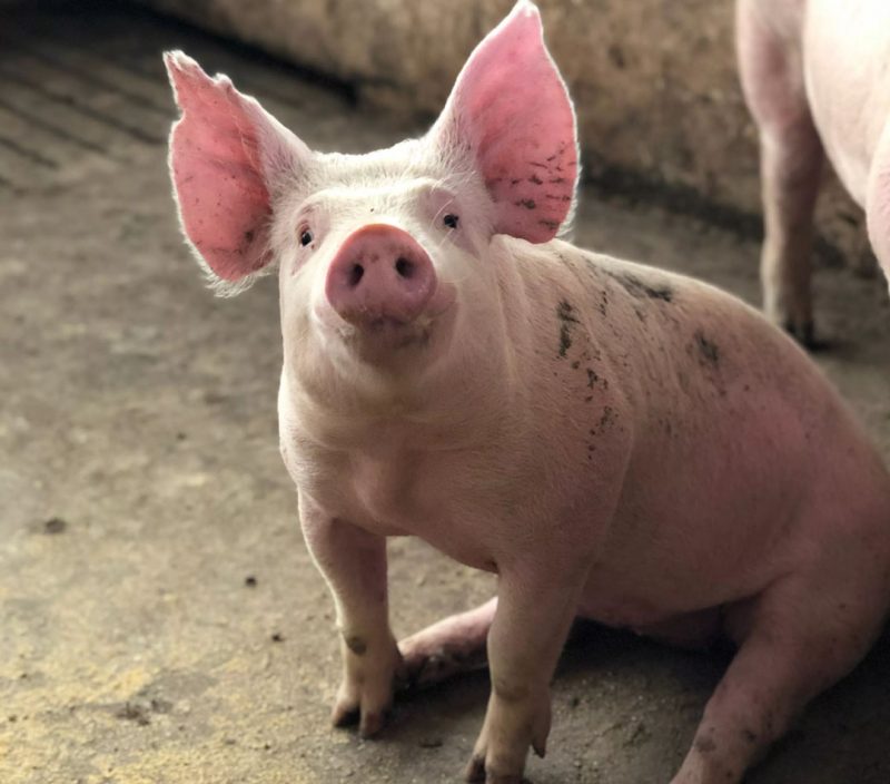 Data Swine – A Tecnologia a Favor do Produtor